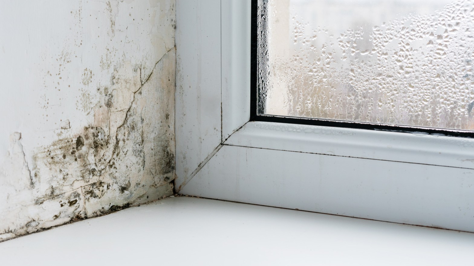 Schimmel am Fenster: Wer trägt die Kosten in einer Mietwohnung?
