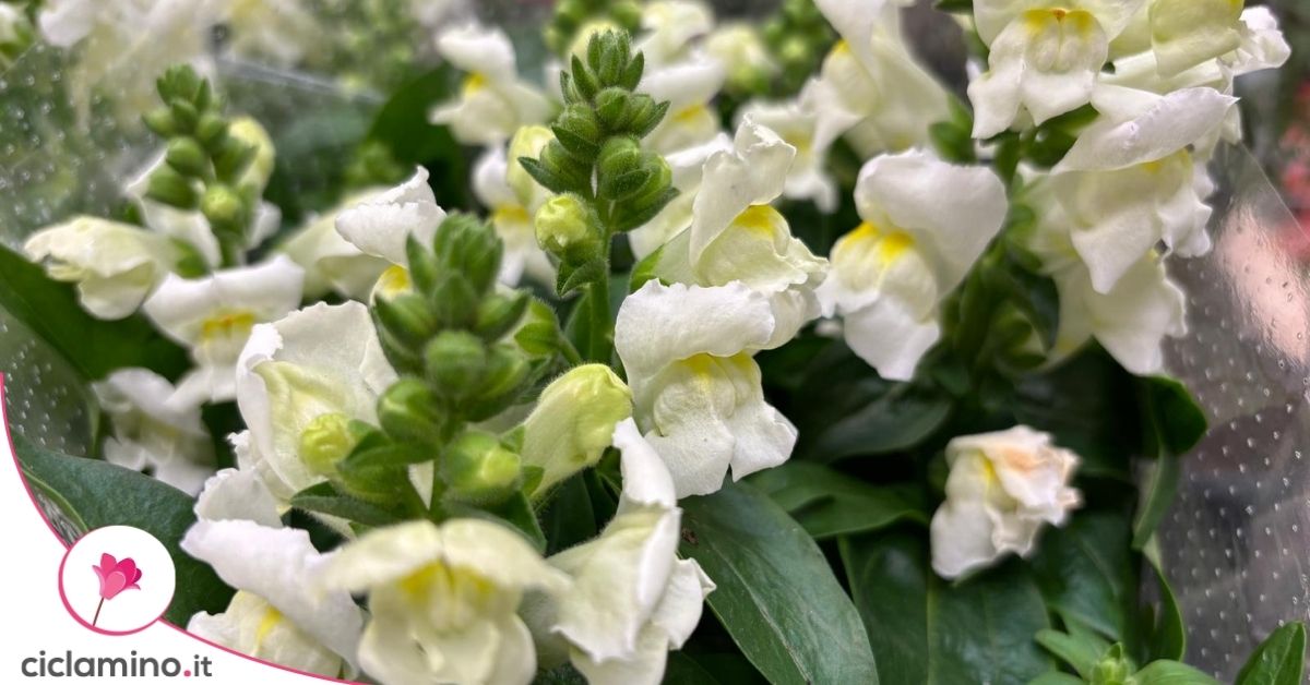 Il colore della bocca di leone fa capire se resisterà a lungo