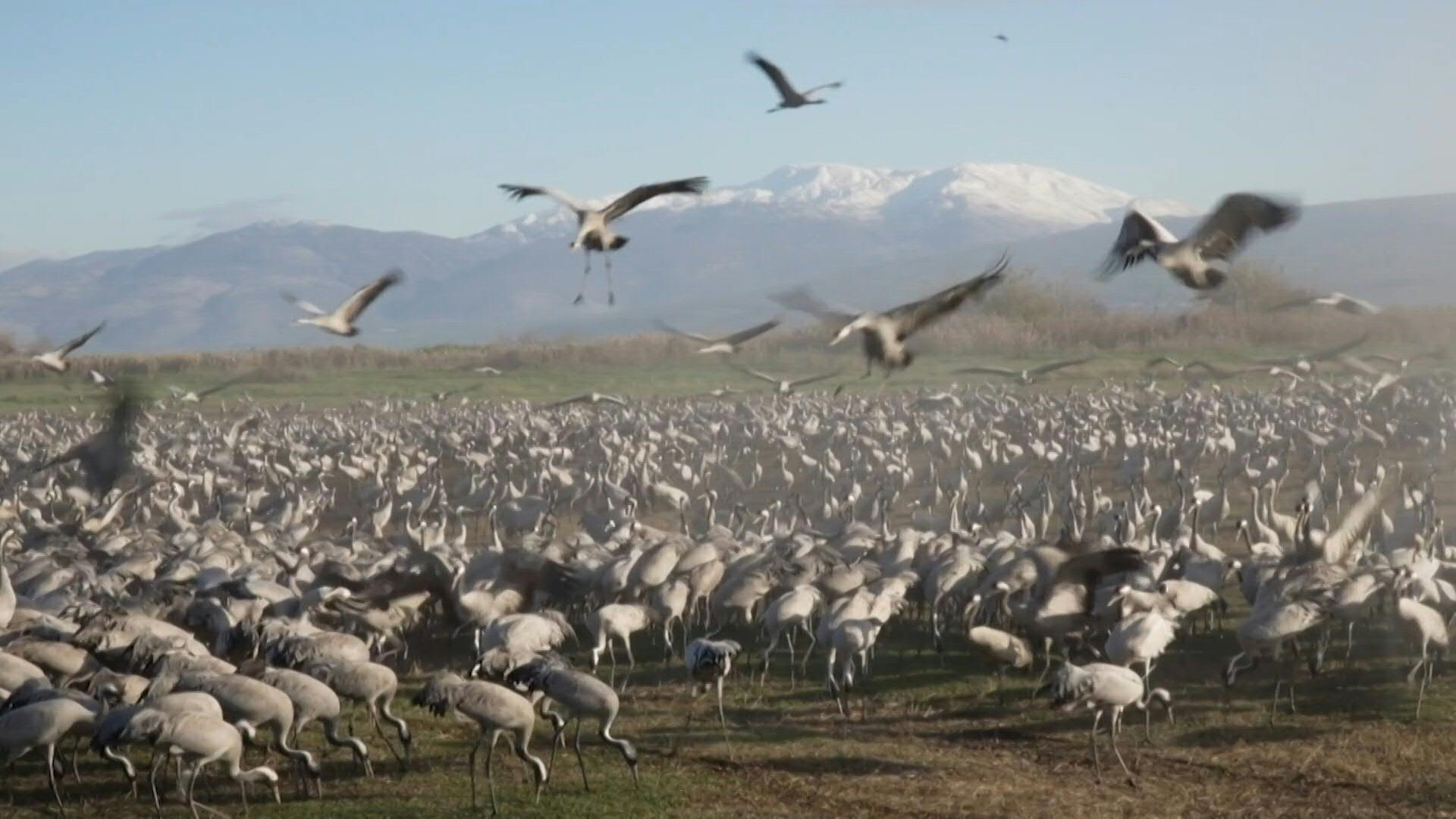 Migratory birds gather along lake banks in northern Israel