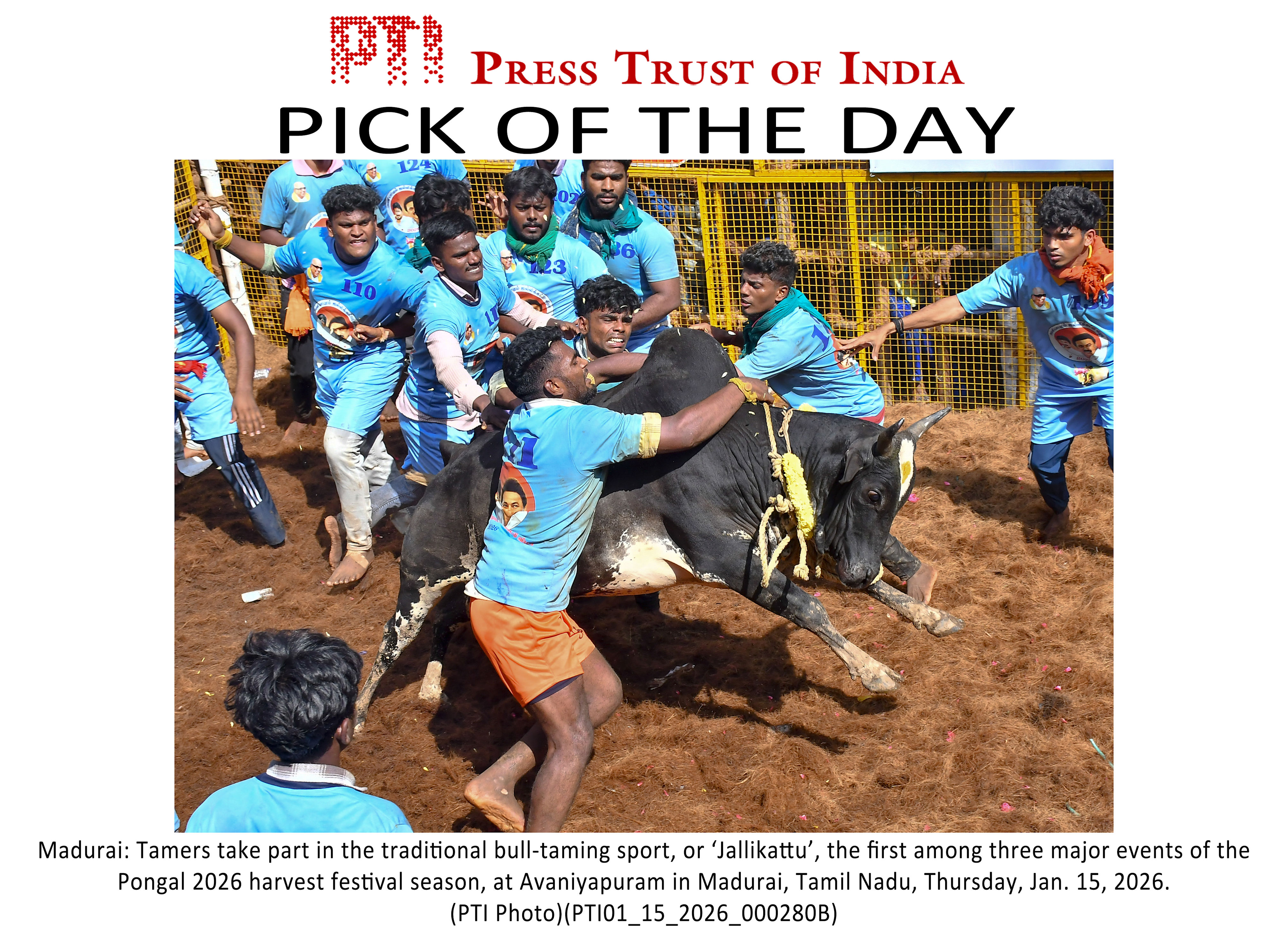 Bulls roar in TN’s Avaniyapuram Jallikattu, best man, bull win prizes