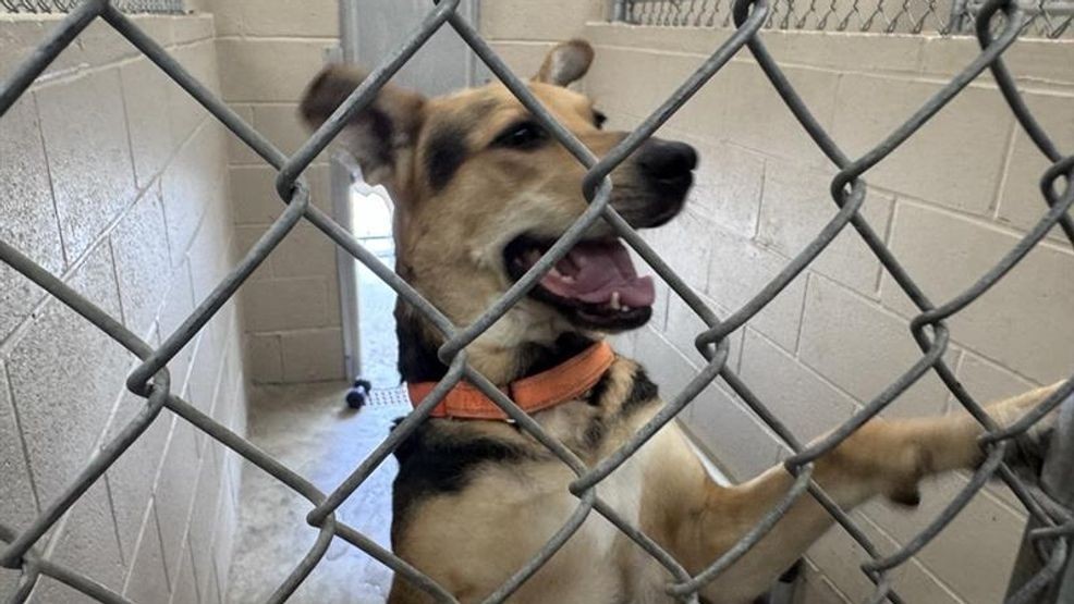 Charleston Animal Society boosts rescue capability with Lifesaving ...