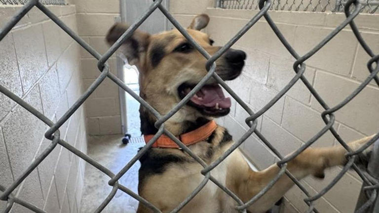 Charleston Animal Society boosts rescue capability with Lifesaving ...