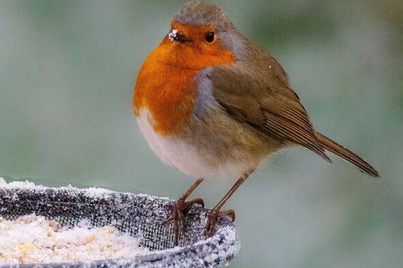 RSPB simple method to attract robins to your garden all year round