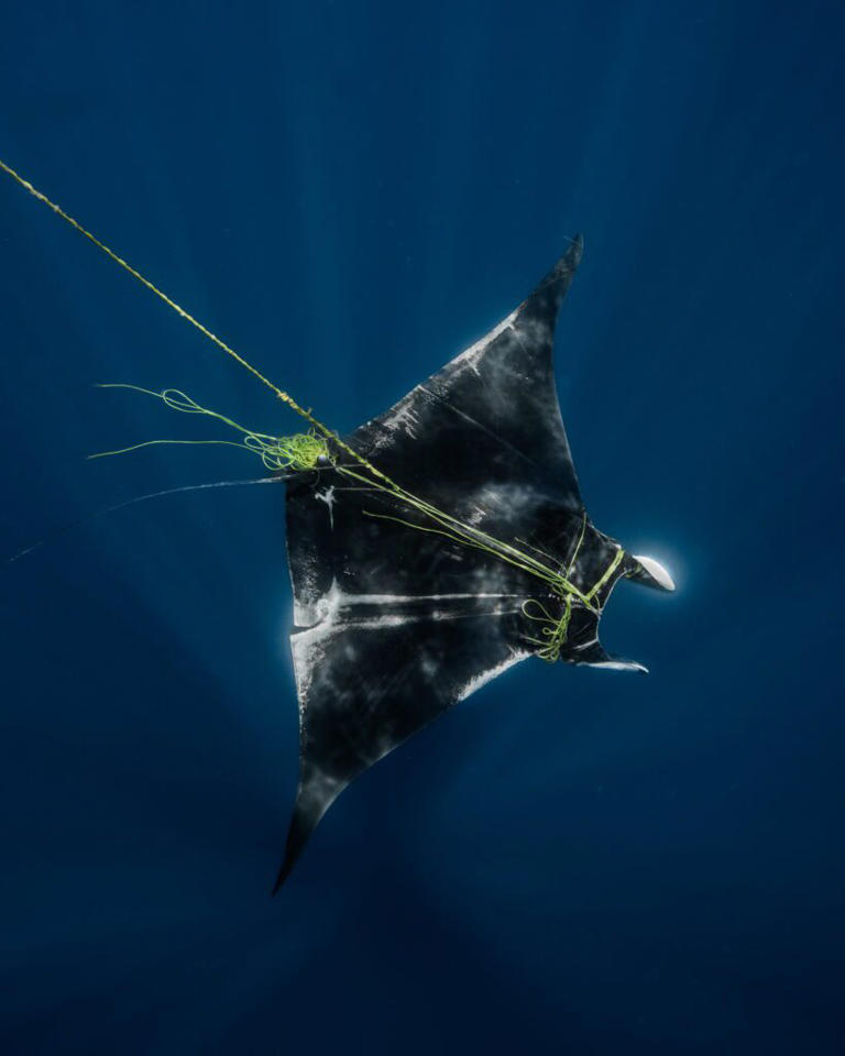 Divers rescue ray tangled in fishing rope while circled by "sharks ...