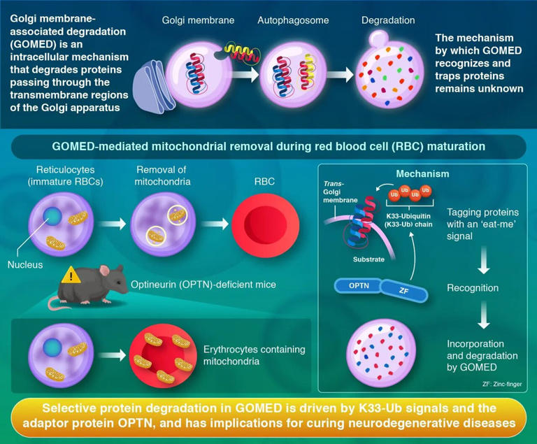 How cells stay healthy: New insights into a selective protein cleanup ...