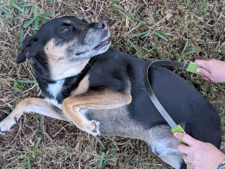 Coastal Pet Products brush review