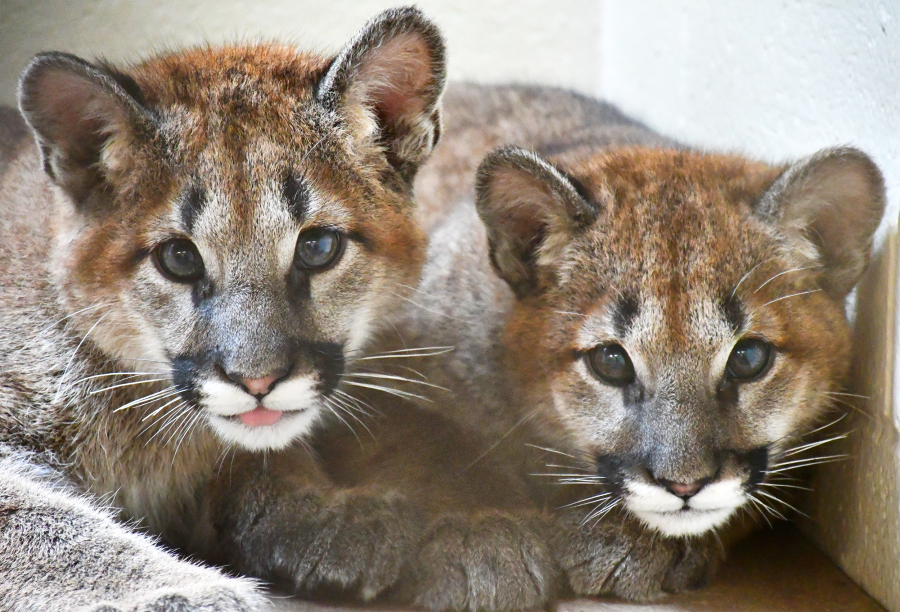 A first: Orphaned mountain lion cubs get new home at Akron Zoo