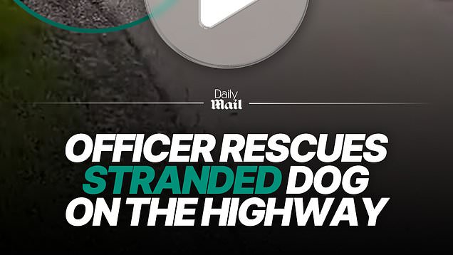 Police officer rescues dog stranded on busy highway