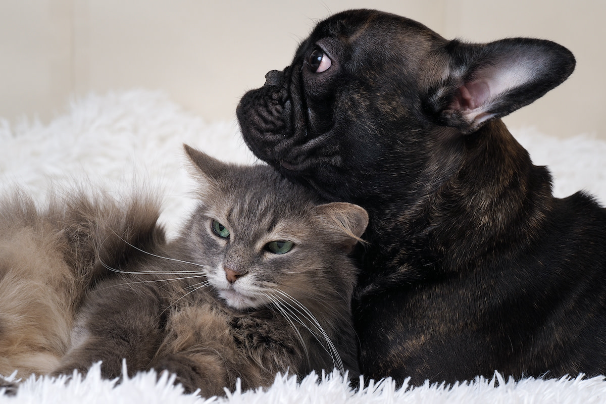 Gentle French bulldog and tabby cat siblings share a heating pad like ...