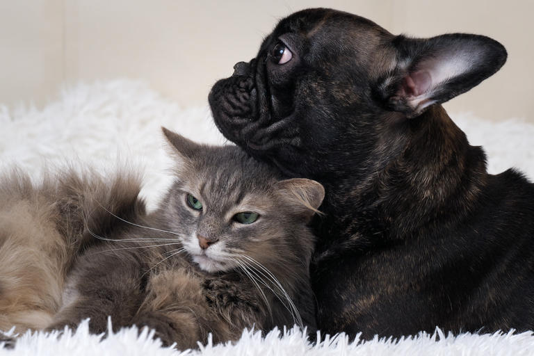 Gentle French bulldog and tabby cat siblings share a heating pad like ...
