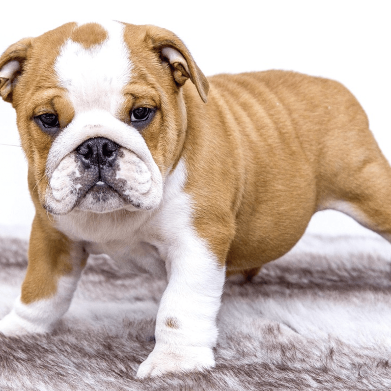 8 behaviors that reveal your dog can't stand someone