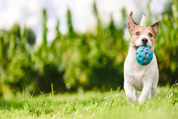 Details as new fenced play area for dogs opens in Swindon