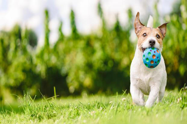 Details as new fenced play area for dogs opens in Swindon