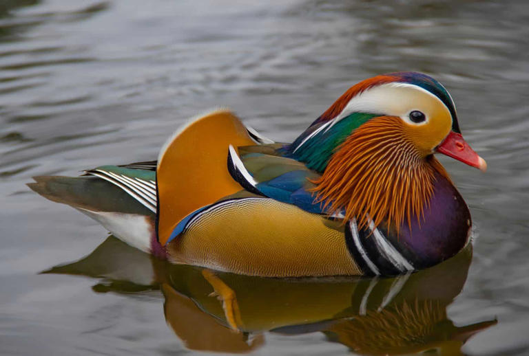 This mandarin duck looks like it was painted by hand