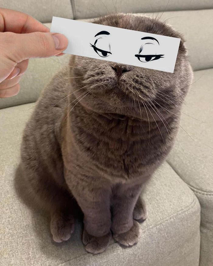 20 photos of cats wearing expressive paper face cutouts
