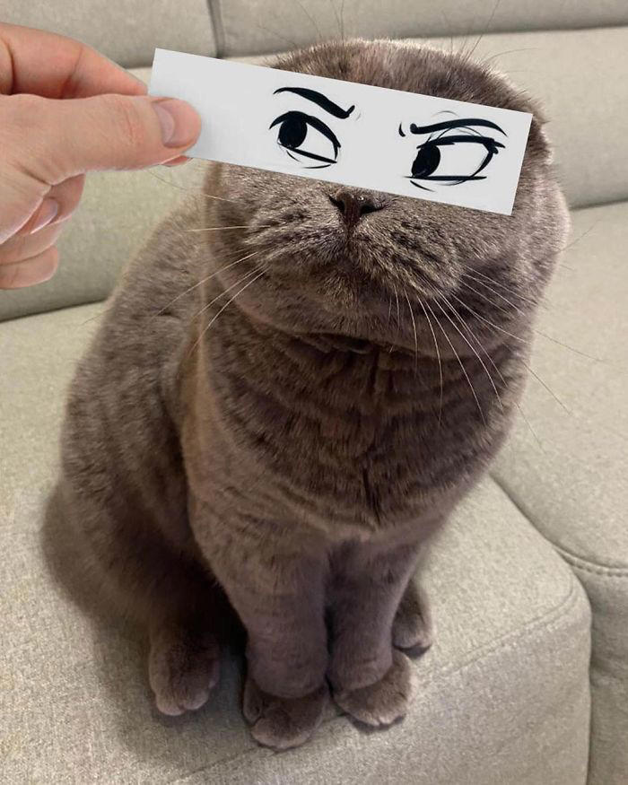 20 photos of cats wearing expressive paper face cutouts