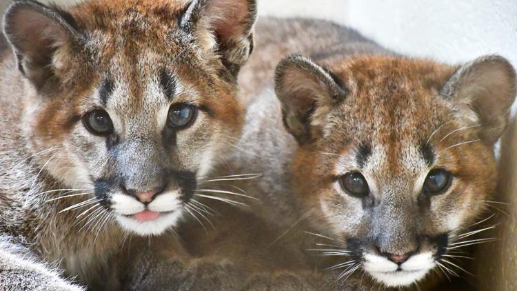 So cute! Akron Zoo to introduce mountain lions for first time