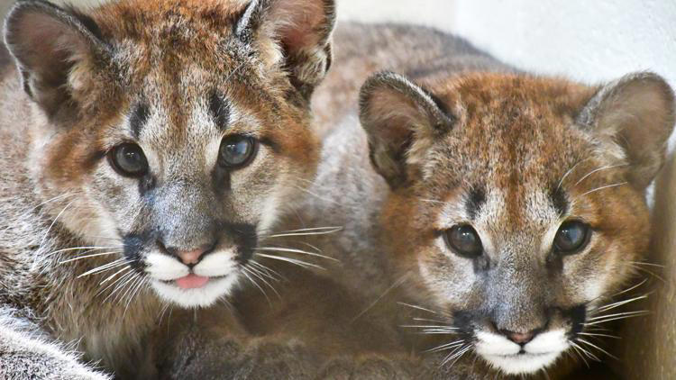 So cute! Akron Zoo to introduce mountain lions for first time