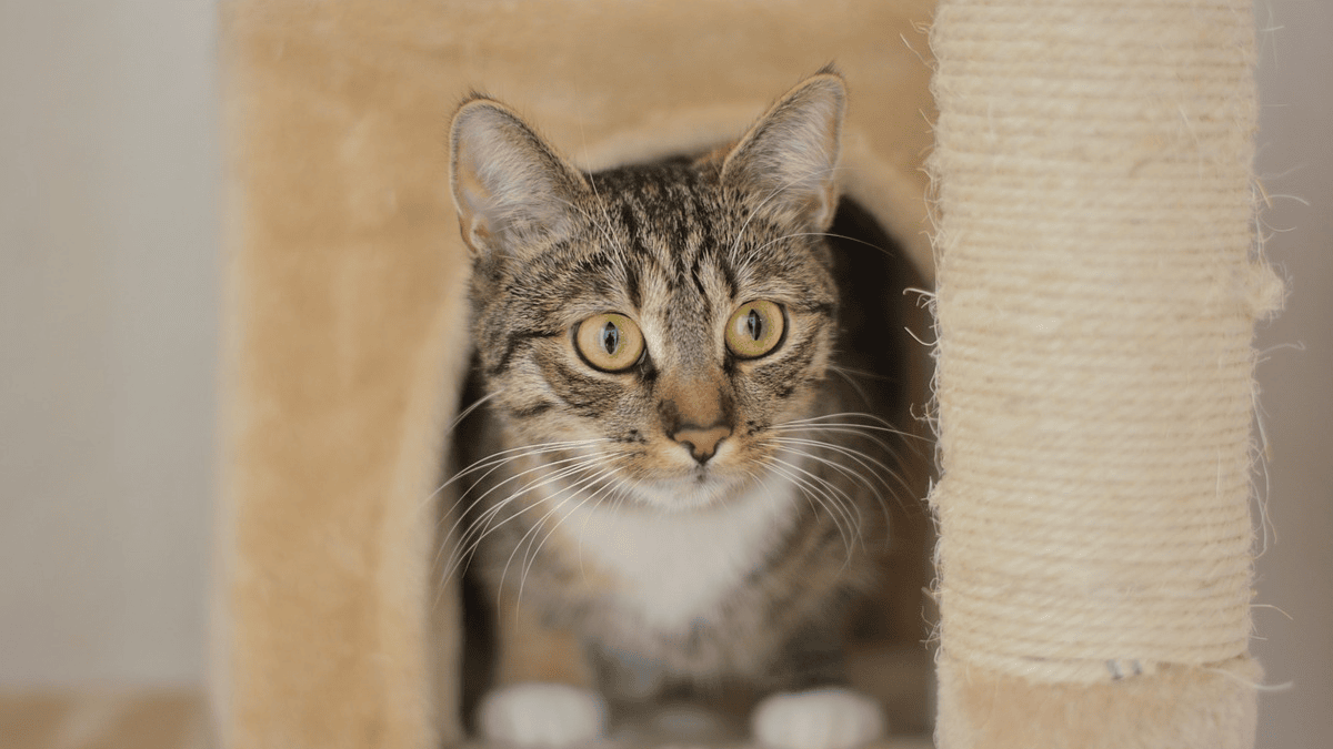 Single cat syndrome: what you need to know if you only have one cat