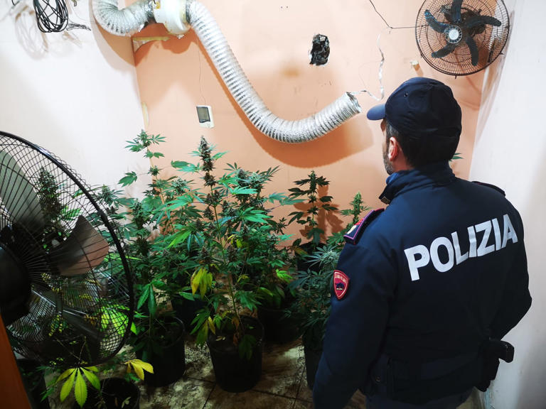 Serra di marijuana in casa ad Adrano: scatta l'arresto di un uomo di 61 ...
