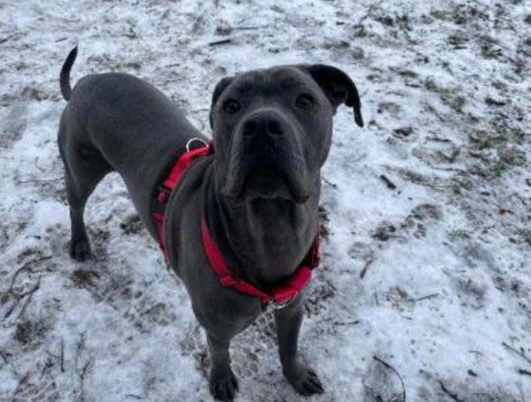 11 lovable cats and dogs at Merseyside RSPCA centres looking for ...