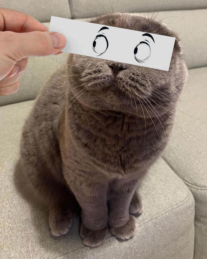 20 photos of cats wearing expressive paper face cutouts