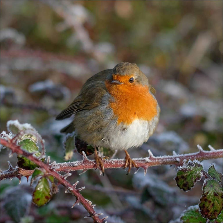 Getting ready for #BigGardenBirdWatch with the RSPB’s Anna Allum