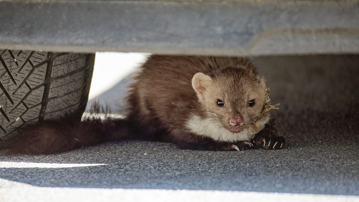 Schutz vor Nagern & Schädlingen: So bleibt Ihr Auto in der Garage ...