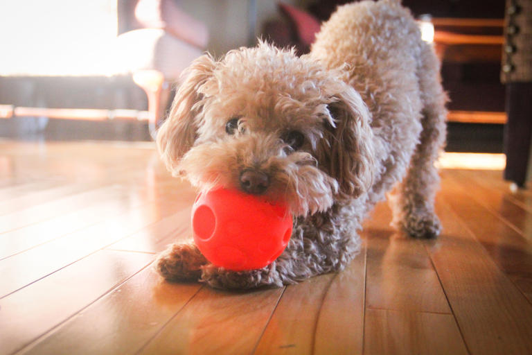 Hysterics as goldendoodle puppy doesn't mess around when playing fetch