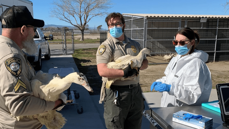 200 ducks found in Southern California box truck after owner dies