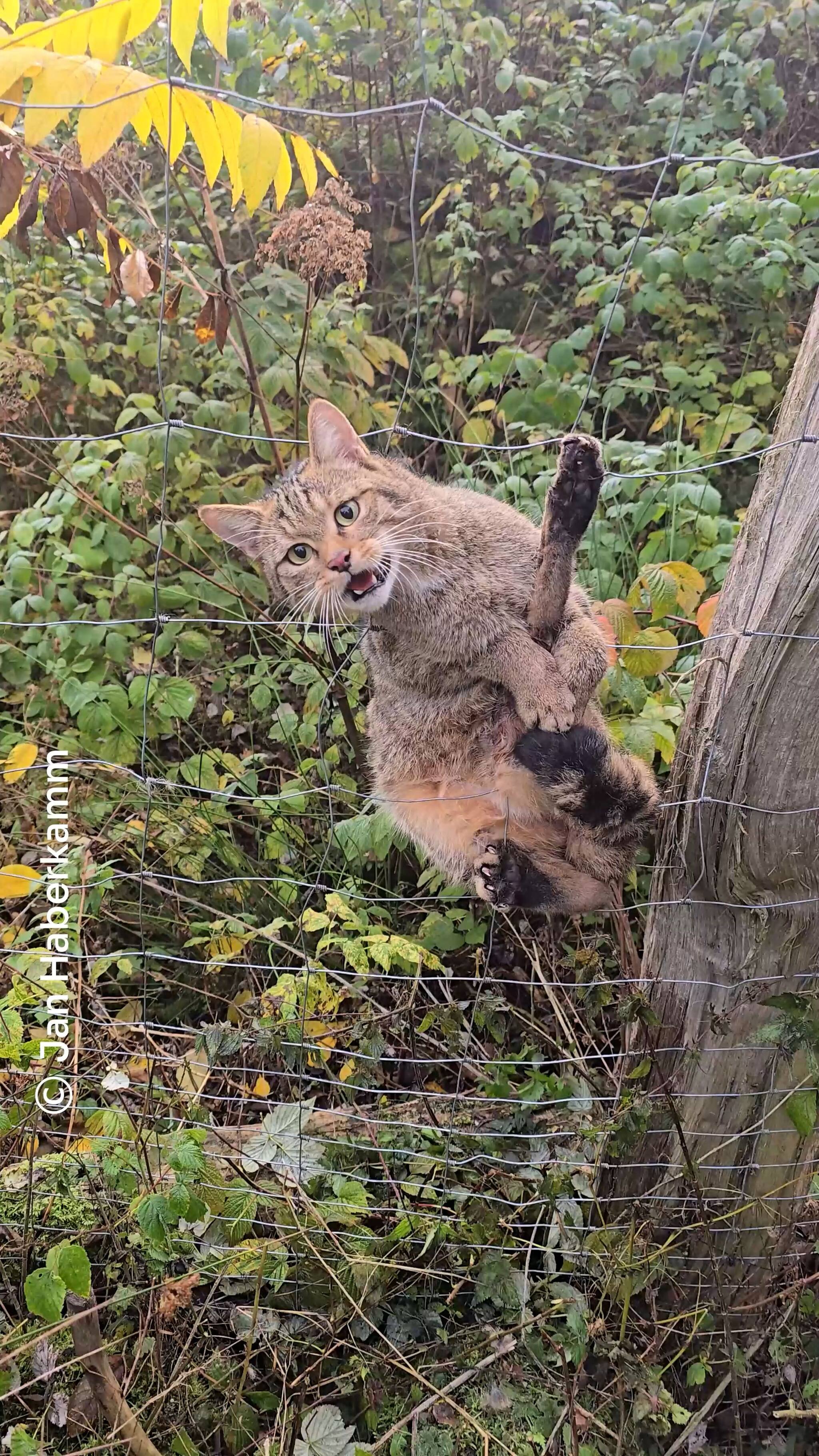 Gentest bestätigt: Wildkatze ist zurück in Schleswig-Holstein