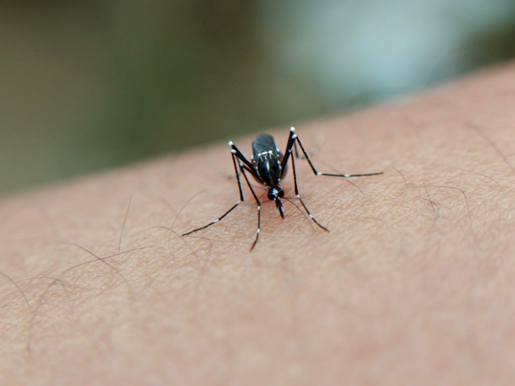 Why mosquitoes’ thirst for human blood is intensifying