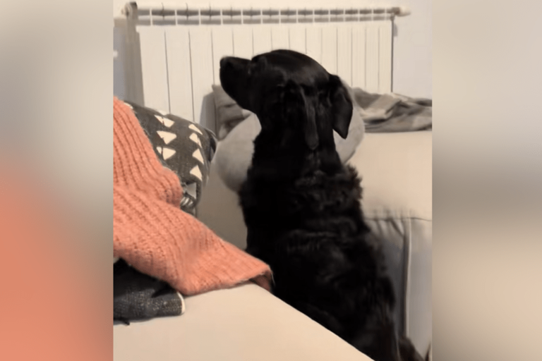 Dog gets shock as glass breaks—laughter as months later she still remembers