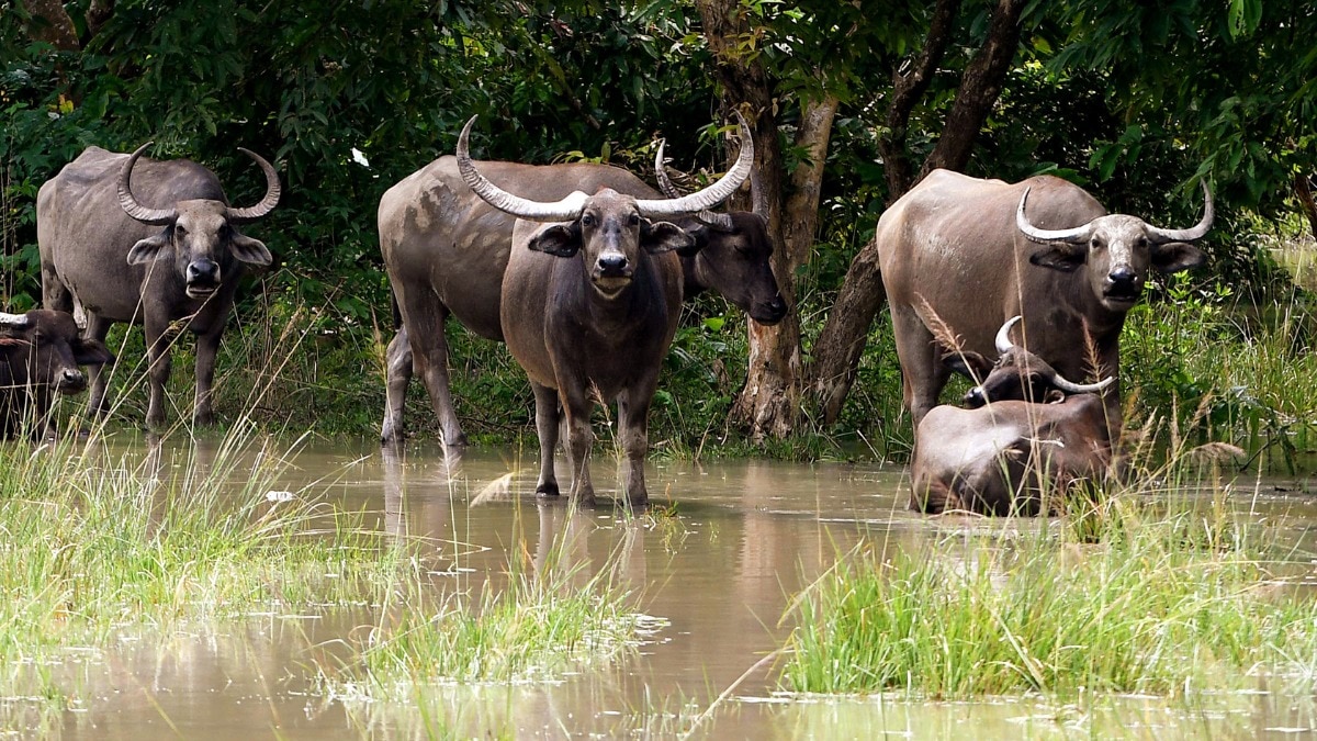 How MP is set to reclaim wildlife species lost to creation of Chhattisgarh