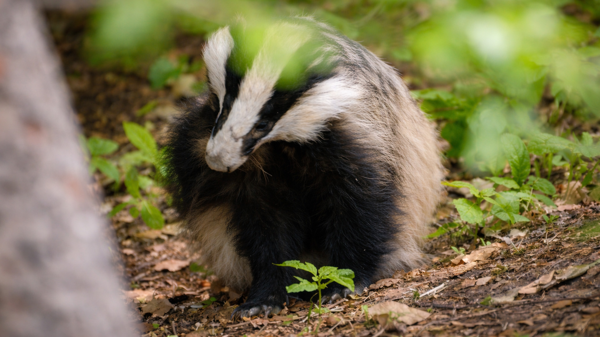 This badger didn't notice I was watching