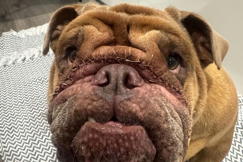 Extremely wrinkly bulldog 'living best life' after emergency facial surgery