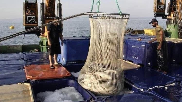 Doğal liman kenti Sinop'ta geçen yıl 34 bin 470 ton somon üretildi