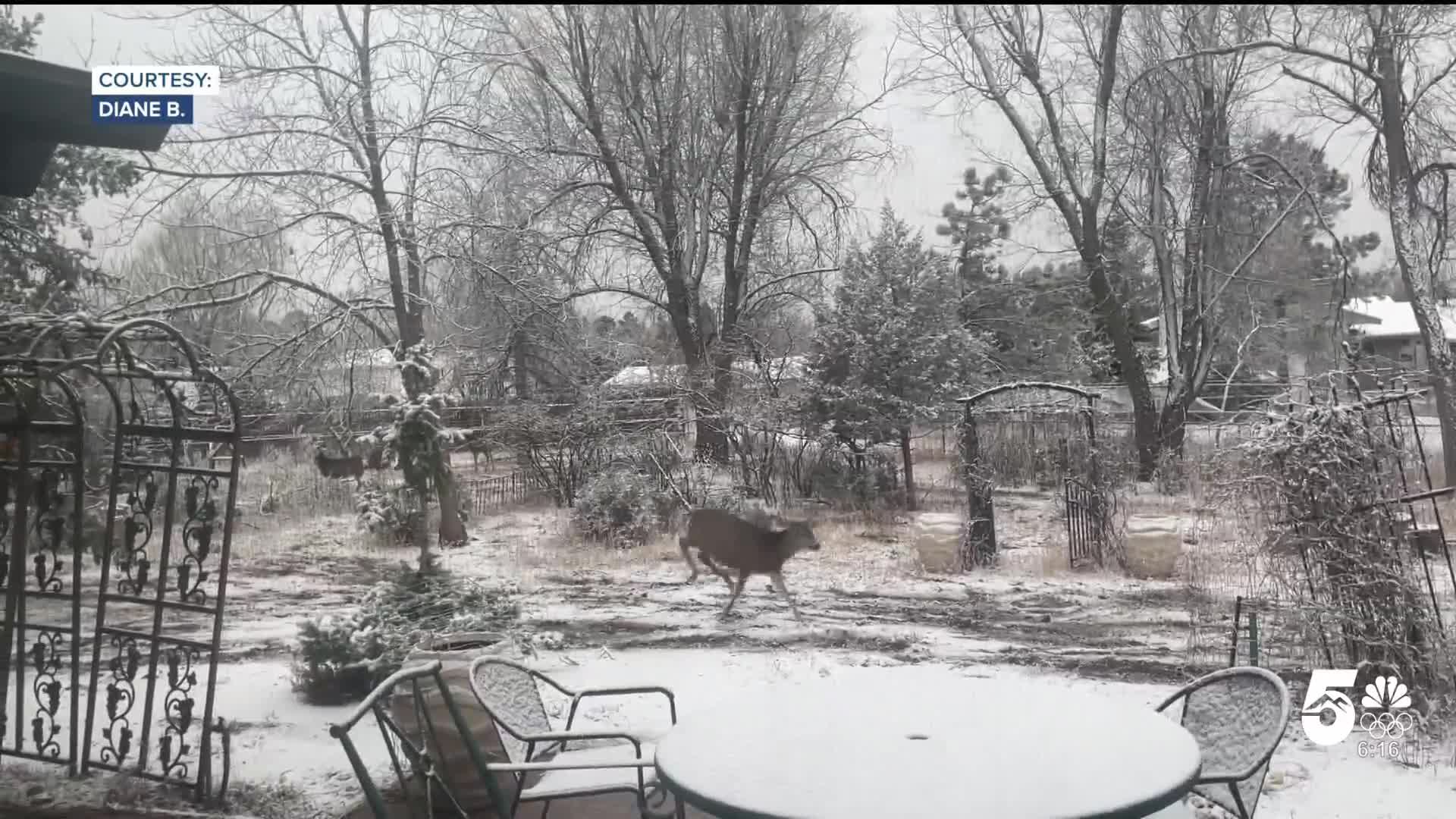 This video of deer with the 'zoomies' will make your day