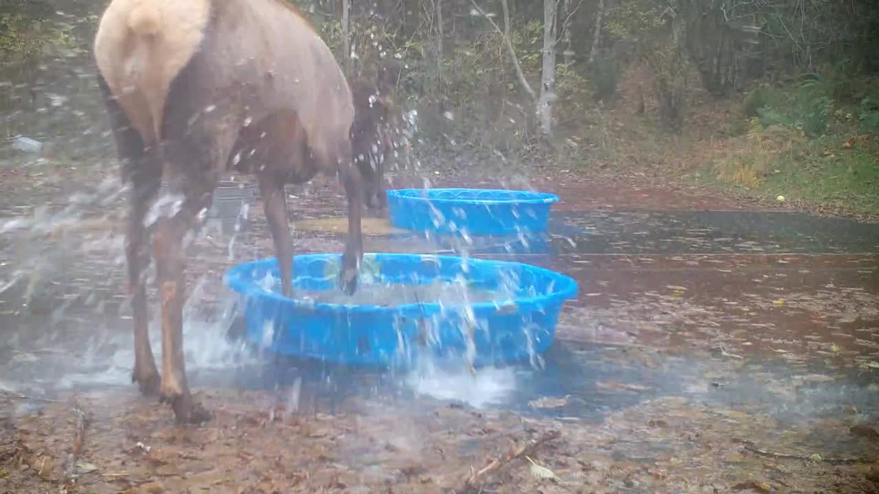 Elk gotta splash