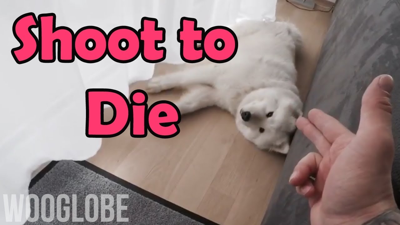 Samoyed dog hide and seek - shoot to die || WooGlobe