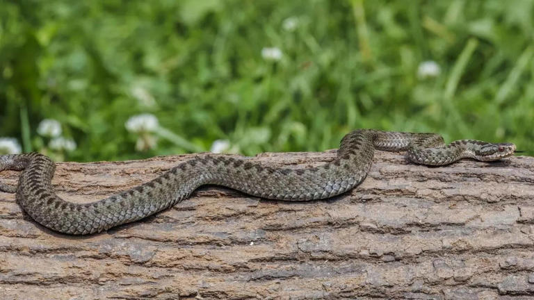 Snakes that can survive in cold climates; from Siberian pit viper to ...