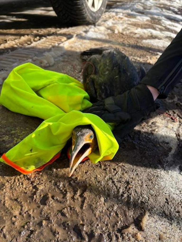Kormoran in Celle gerettet: „Vehementer Protest“ bei Befreiungsaktion ...