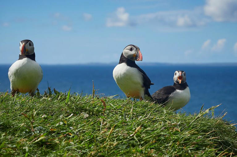 Scottish islands nature reserve hiring staff in dream job opportunity
