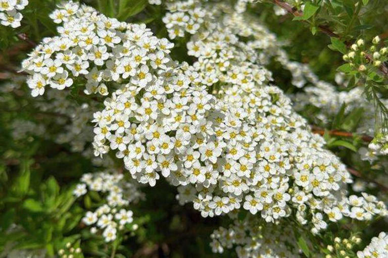Japanese maples grow faster in spring when 1 simple task is done in winter