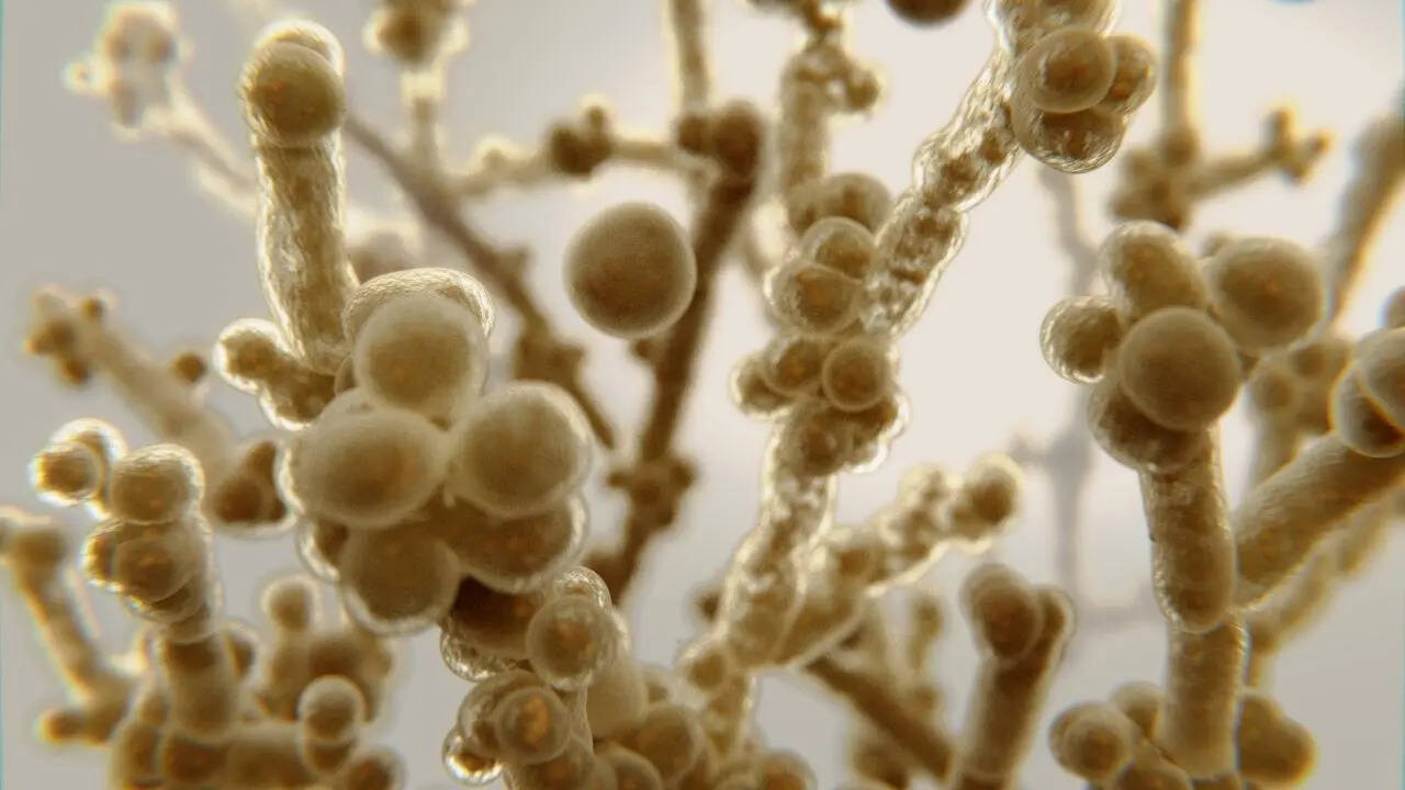 Candida auris spreads across 26 US states; here’s who is most at risk