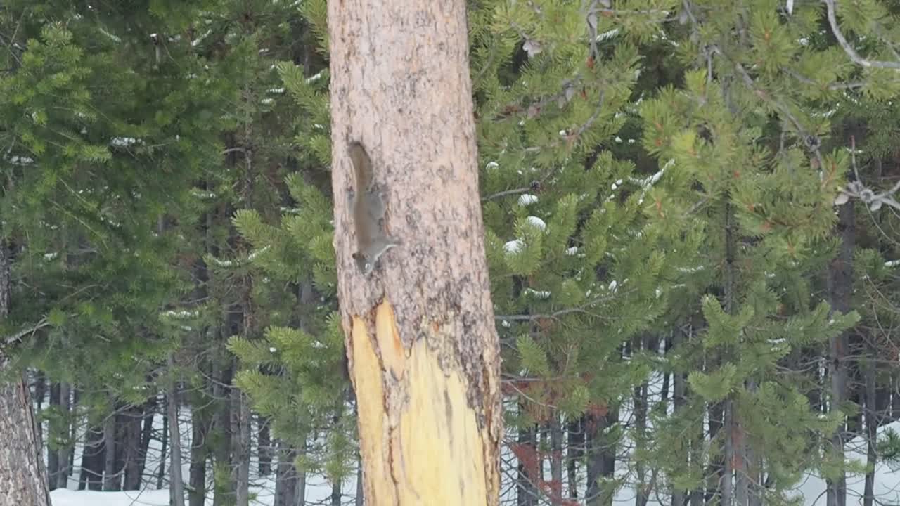 Pine marten chases red squirrel