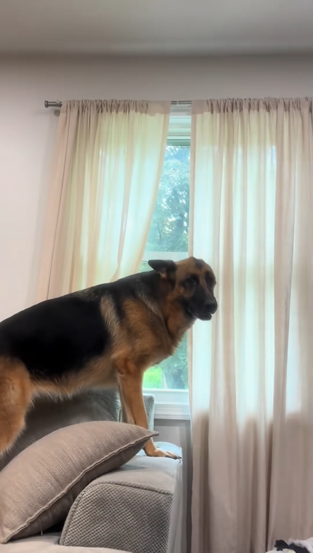 This feeling with my dogs is unmatched