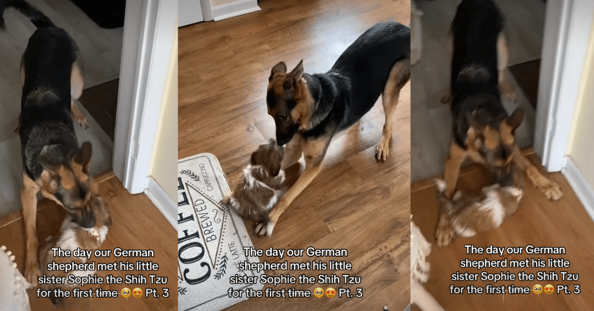 German shepherd's first meeting with puppy ends adorably