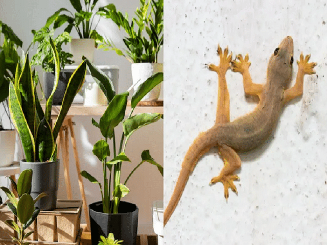 Drive lizards away from your home without toxic sprays or chemicals ...