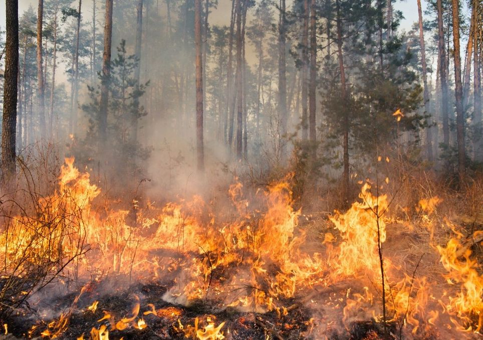 Un grupo de científicos revela las causas de los grandes incendios de ...